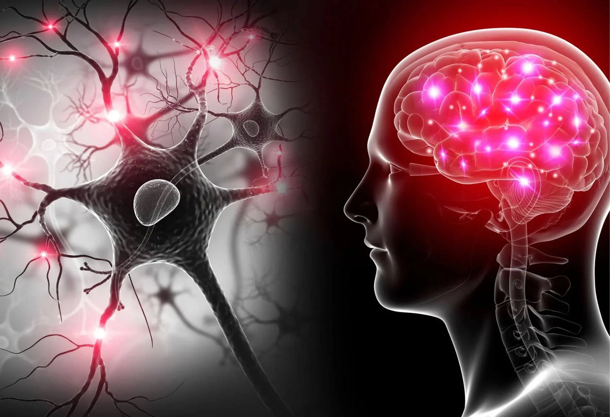 The Science Behind Red Light Therapy: Why Lumara Is Setting a New Stan ...